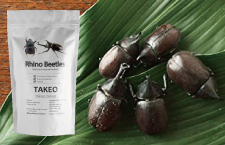 MONO ICHI～昆虫食～